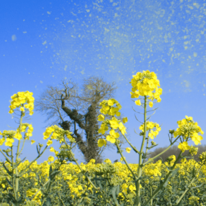 Reduce Exposure To Pollen & Seasonal Allergies - Dr. Green Mom