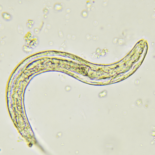 Dr. Green Mom™ - Family & Pediatric Nutrition & Wellness